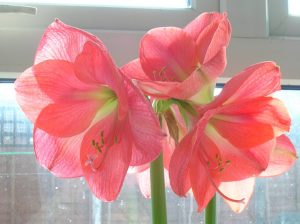 Amaryllis, Bunga Cantik - Urban Garden